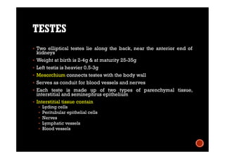 Reproductive system male | PDF