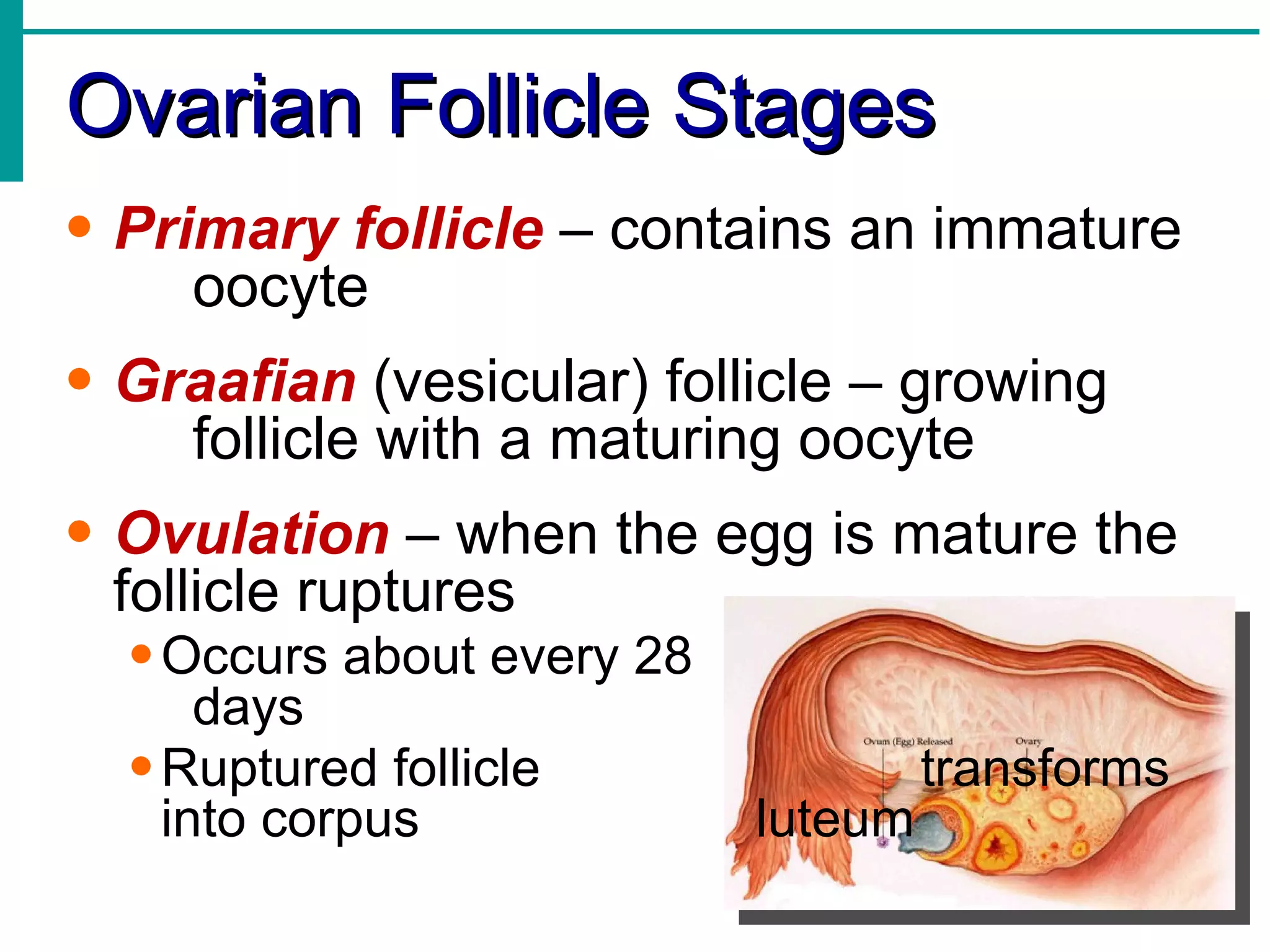 Reproductive system Notes | PPT
