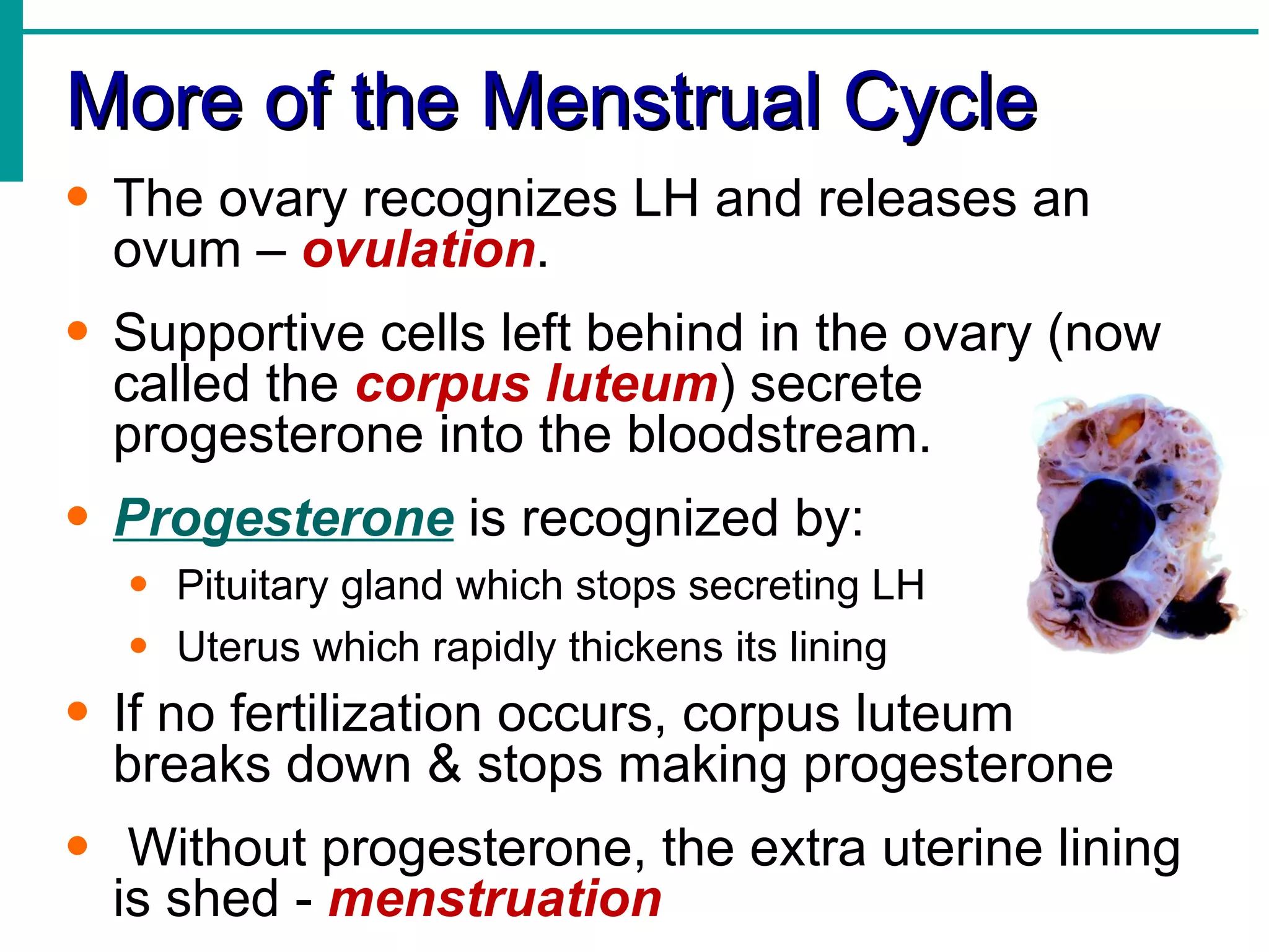 Reproductive system Notes | PPT