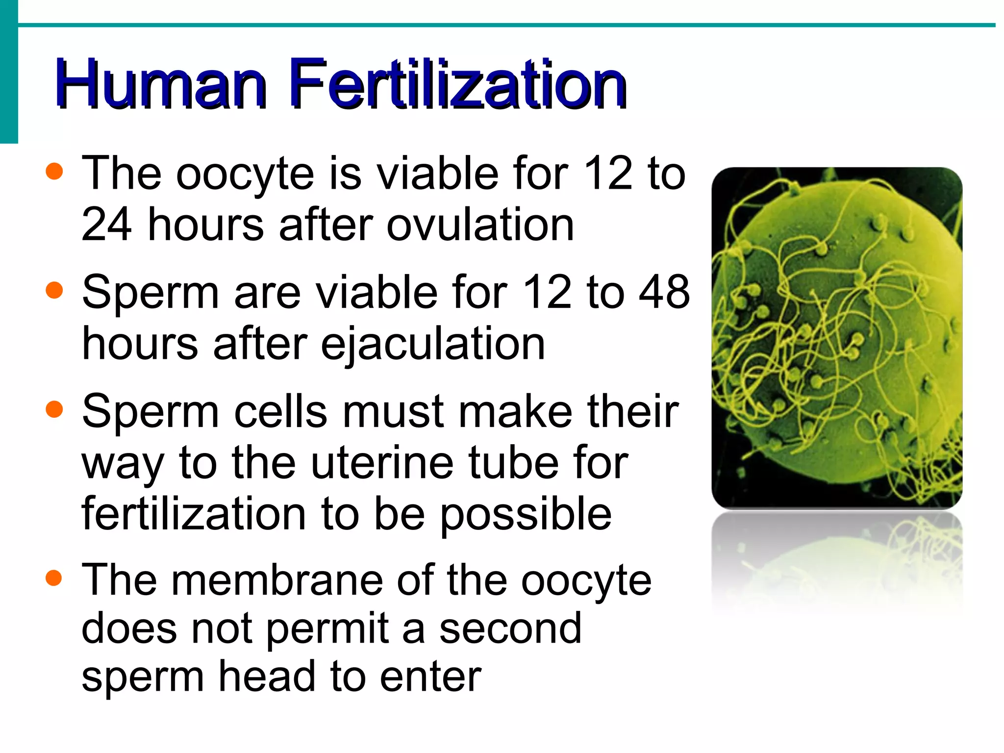 Reproductive system Notes | PPT
