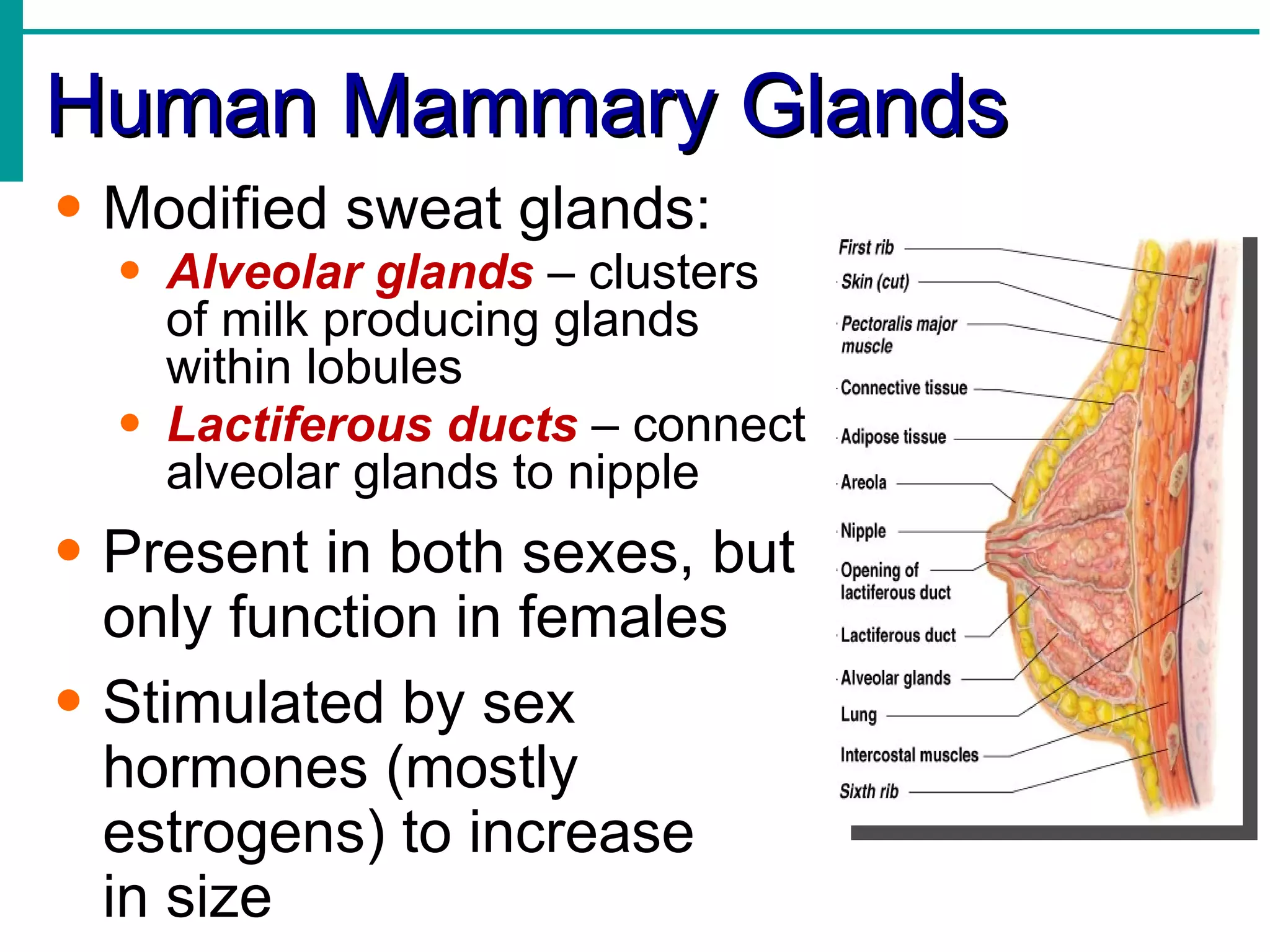 Reproductive system Notes | PPT