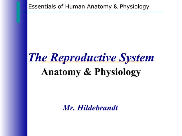 Reproductive system Notes | PPT