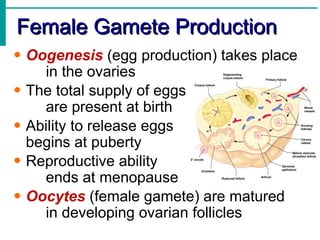 Reproductive system Notes | PPT