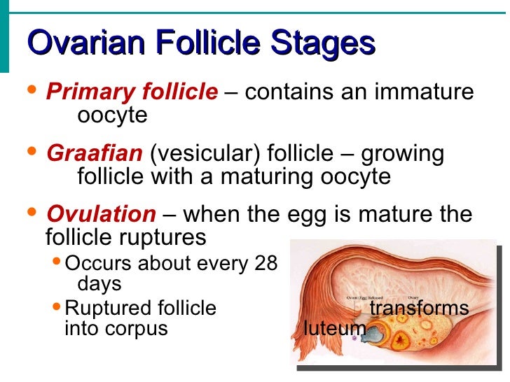 Vestibule Female Reproductive System