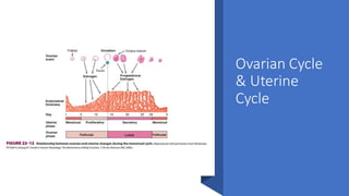 Reproductive system_Nursing.pdf