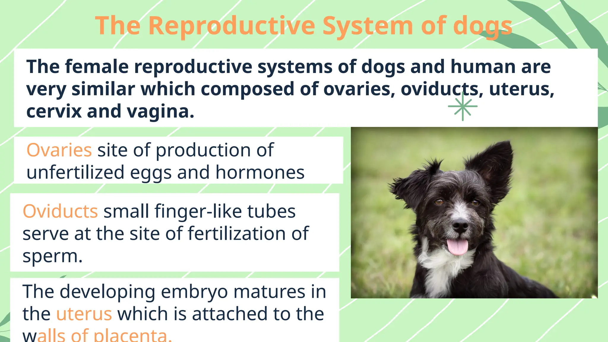 Reproductive System of Animals parts and fucntion ptx | PPTX