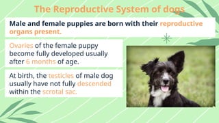 Reproductive System of Animals parts and fucntion ptx | PPTX