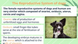 Reproductive System of Animals parts and fucntion ptx | PPTX