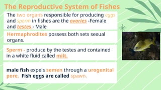 Reproductive System of Animals parts and fucntion ptx | PPTX