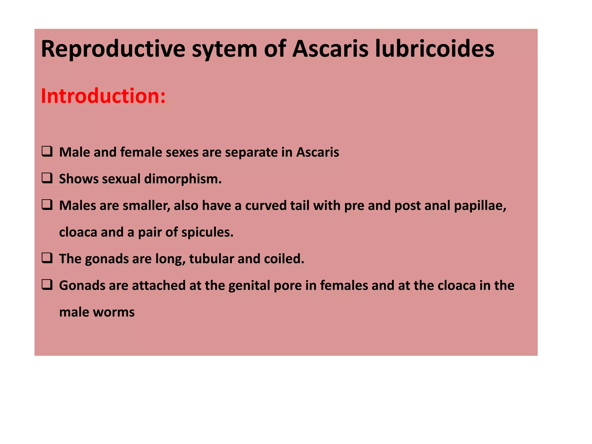 Reproductive system of Ascaris lumbricoides | PPTX