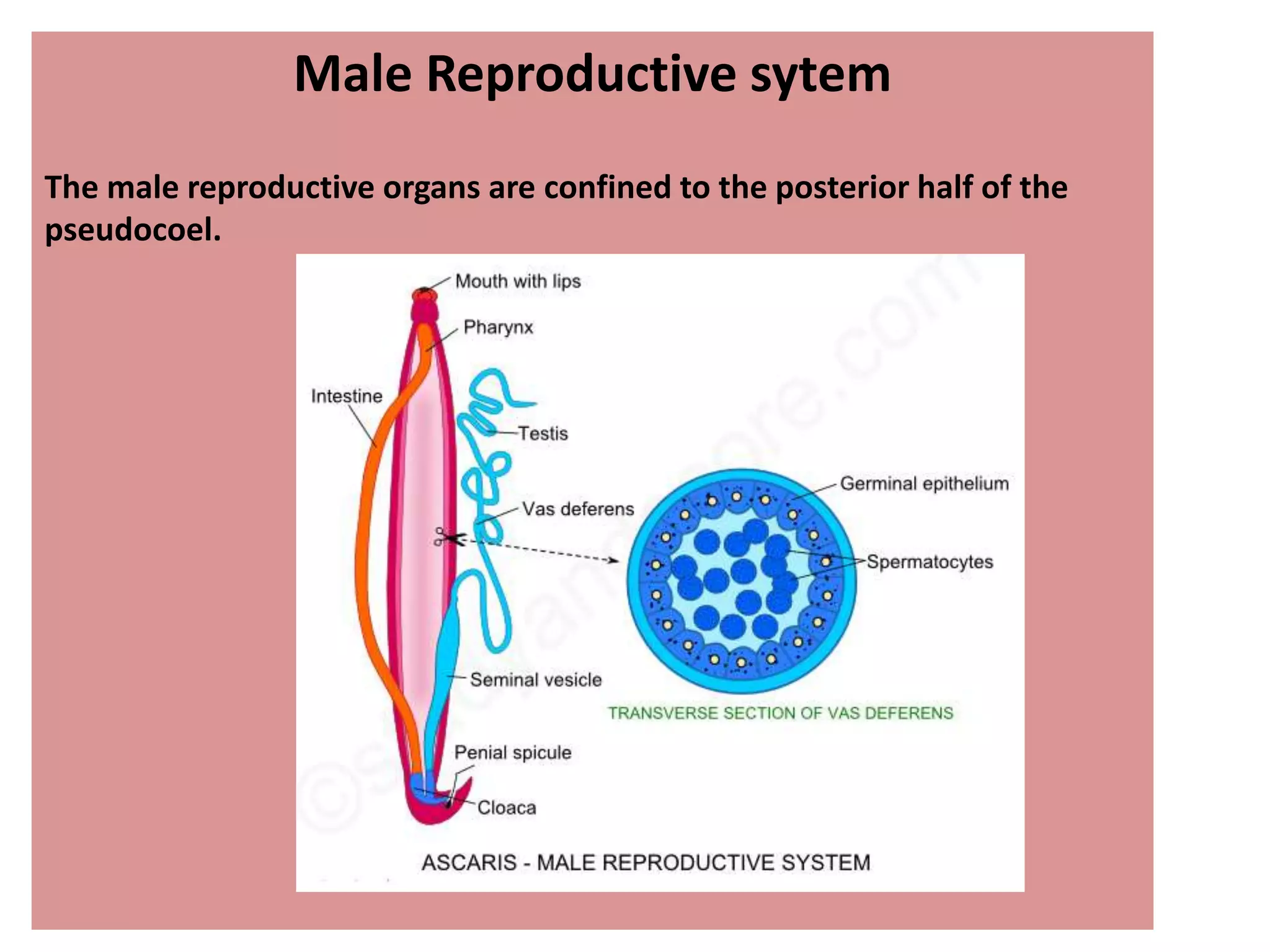 Reproductive system of Ascaris lumbricoides | PPTX