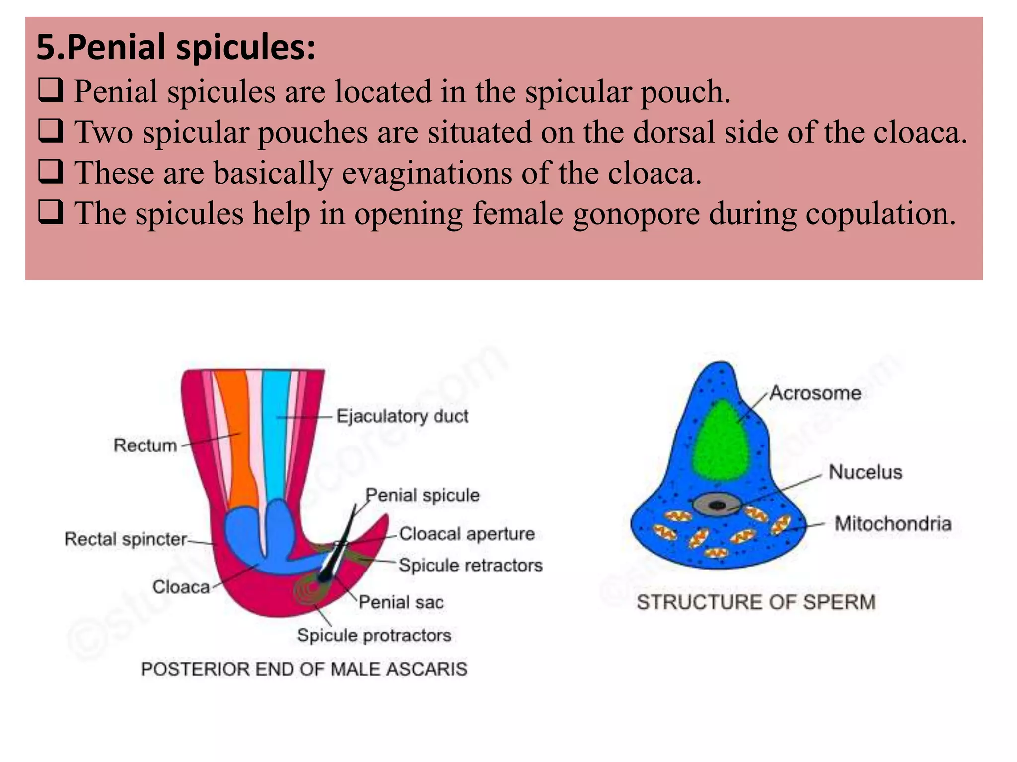 Reproductive system of Ascaris lumbricoides | PPTX