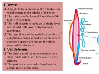 Reproductive system of Ascaris lumbricoides | PPTX