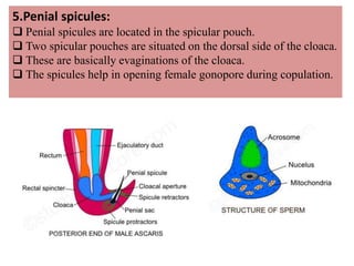 Reproductive system of Ascaris lumbricoides | PPTX