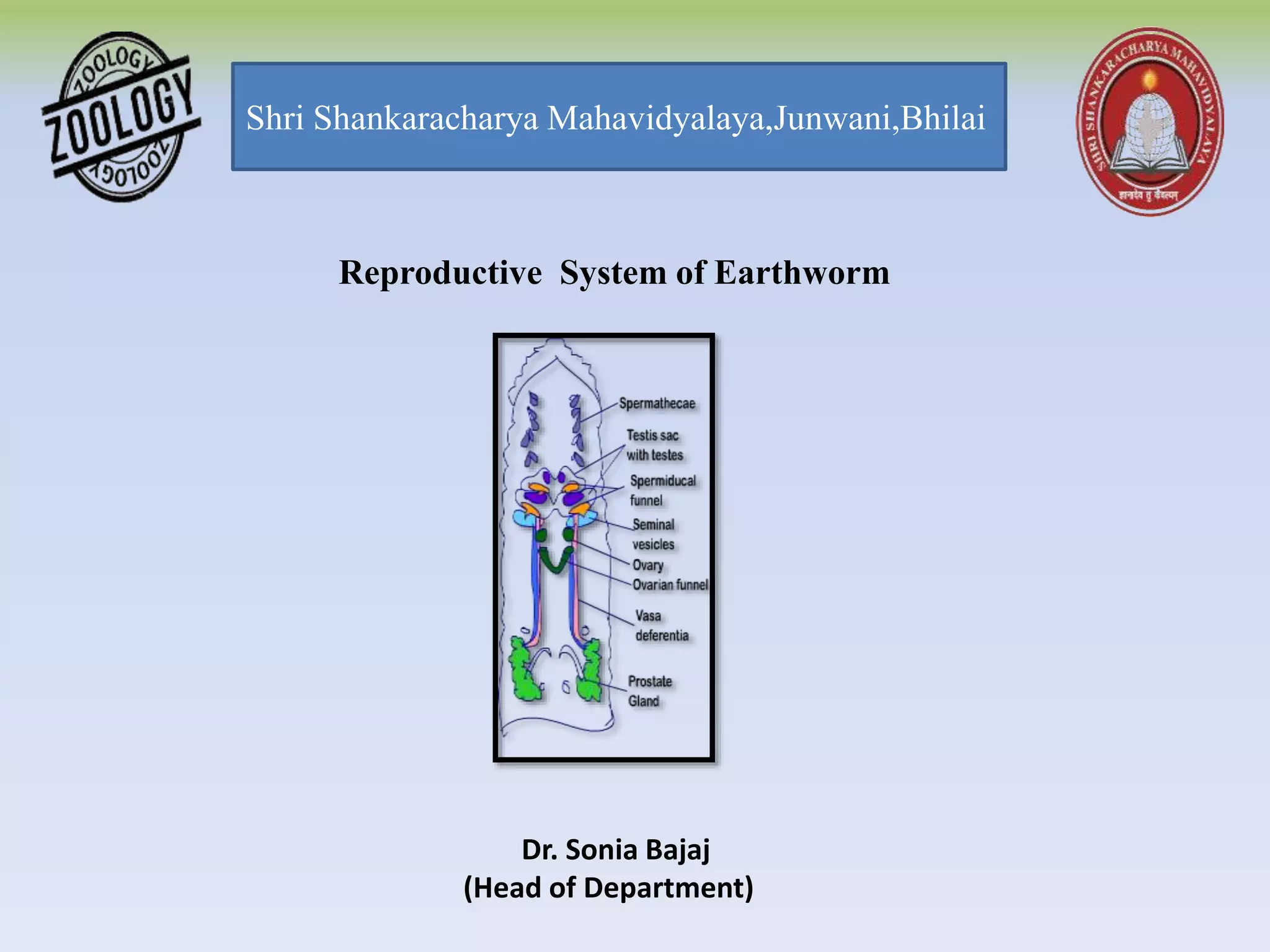 Reproductive system of earthworm-Male reproductive part and female ...