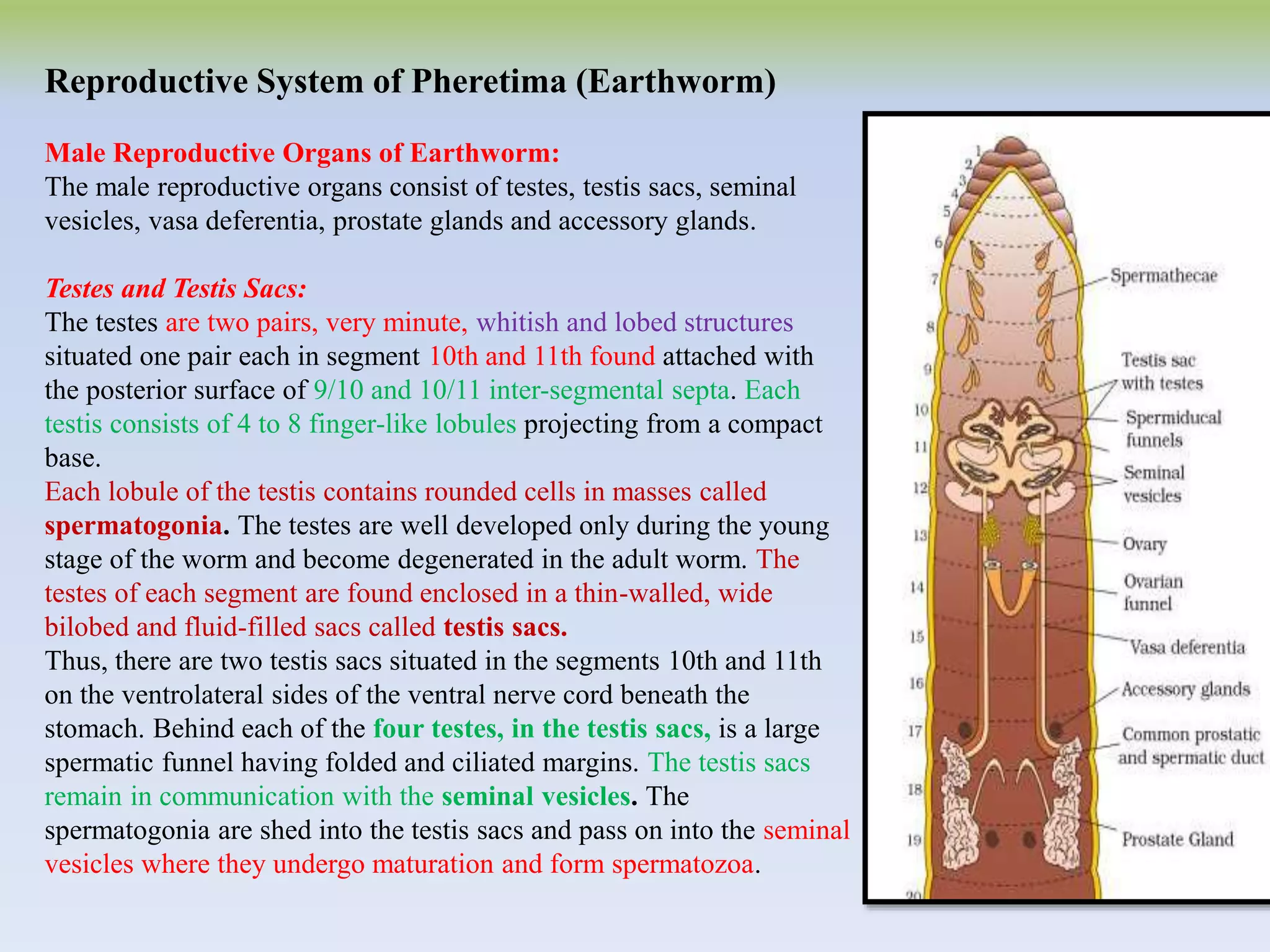 Reproductive system of earthworm-Male reproductive part and female ...