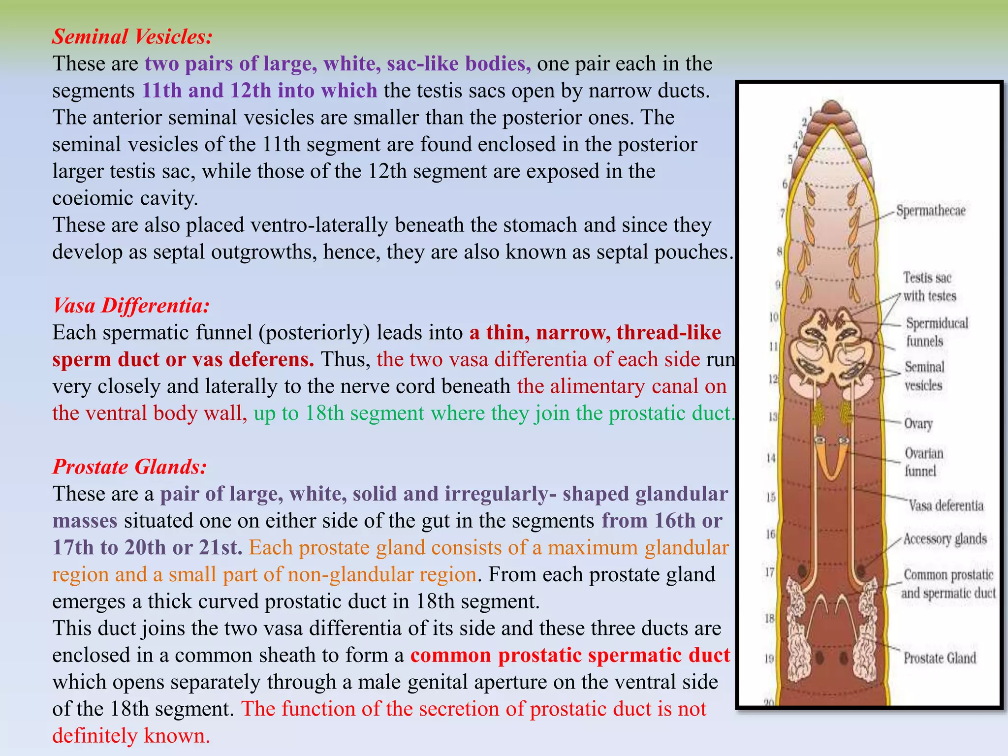 Reproductive system of earthworm-Male reproductive part and female ...