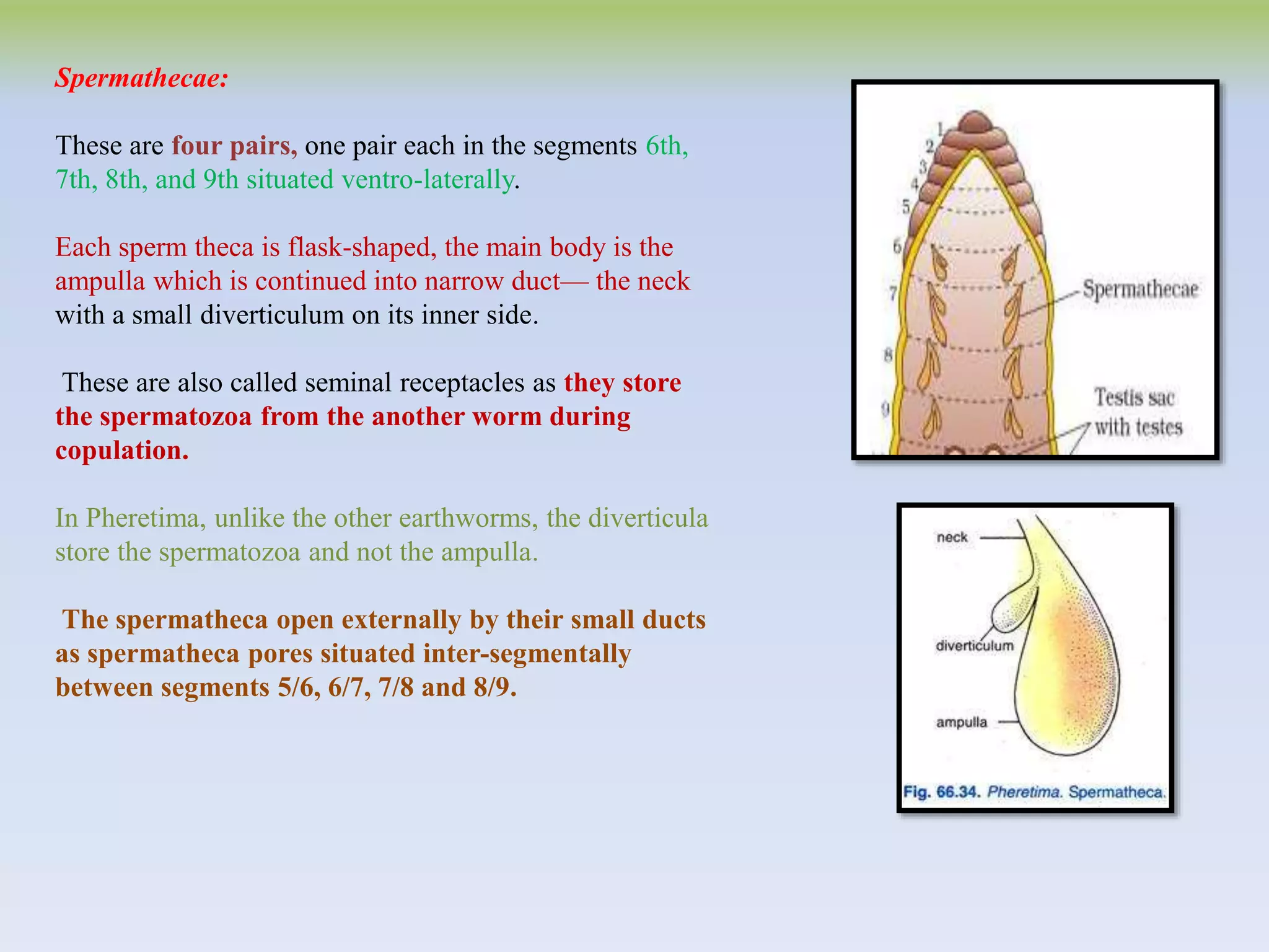 Reproductive system of earthworm-Male reproductive part and female ...