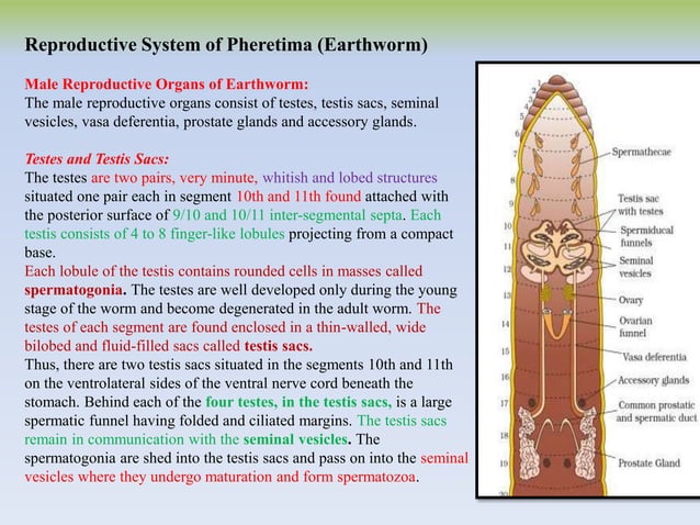 Reproductive system of earthworm-Male reproductive part and female ...