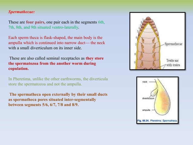 Reproductive system of earthworm-Male reproductive part and female ...