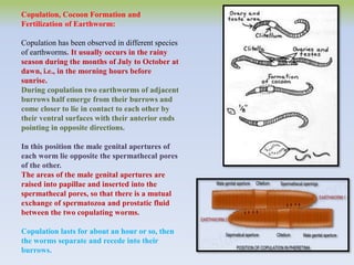 Reproductive system of earthworm-Male reproductive part and female ...