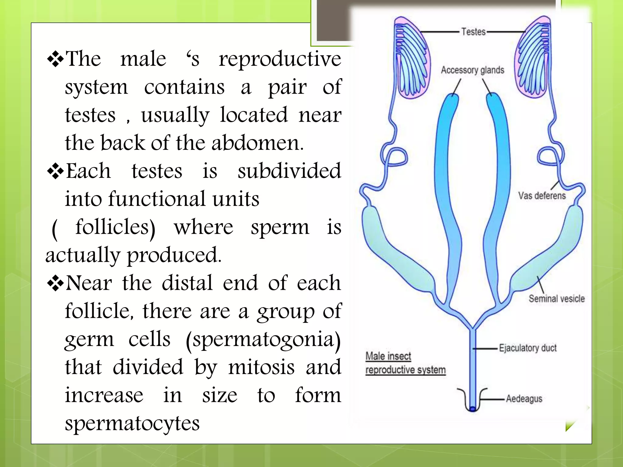 Reproductive system of eartworms and insects | PPTX
