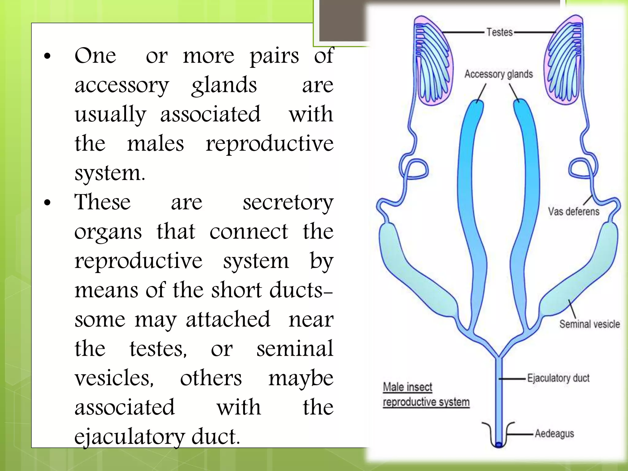Reproductive system of eartworms and insects | PPTX