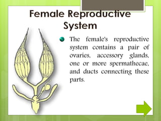 Reproductive system of eartworms and insects | PPT