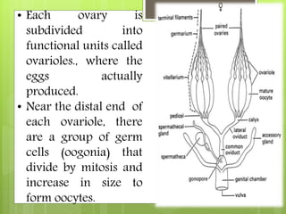 Reproductive system of eartworms and insects | PPT