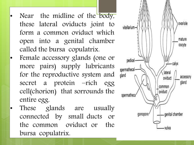 Reproductive system of eartworms and insects | PPT