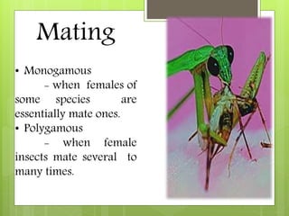 Reproductive system of eartworms and insects | PPT