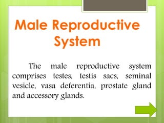 Reproductive system of eartworms and insects | PPT