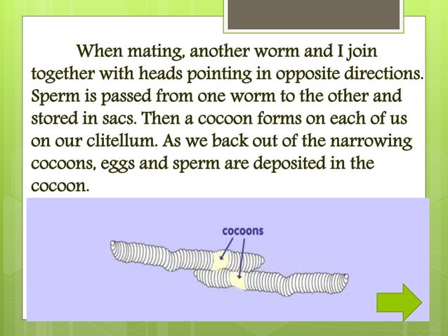 Reproductive system of eartworms and insects | PPT