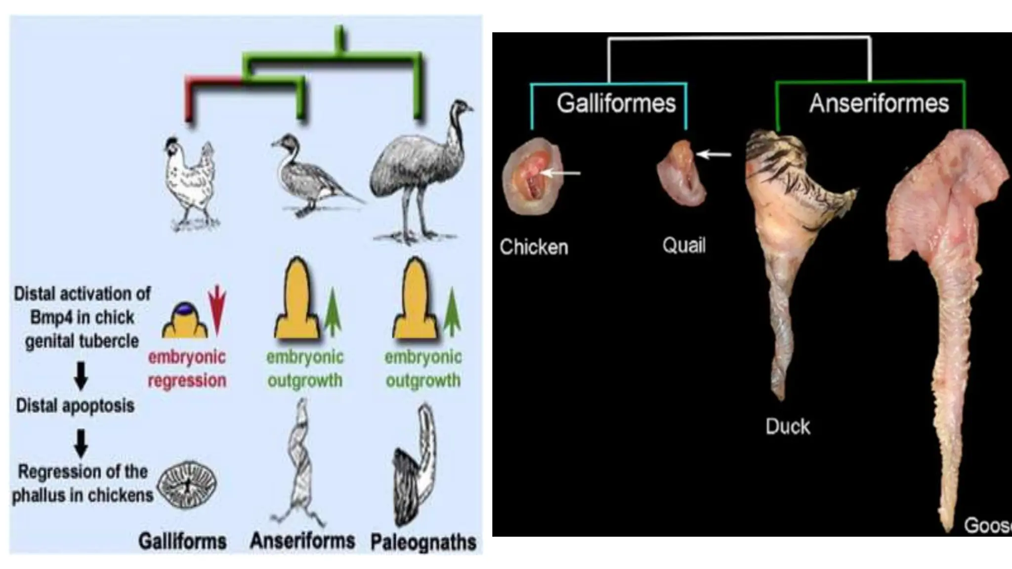 Female and Male Reproductive system of Fowl.pptx
