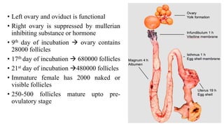 Female and Male Reproductive system of Fowl.pptx