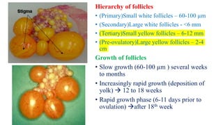 Female and Male Reproductive system of Fowl.pptx