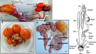 Female and Male Reproductive system of Fowl.pptx
