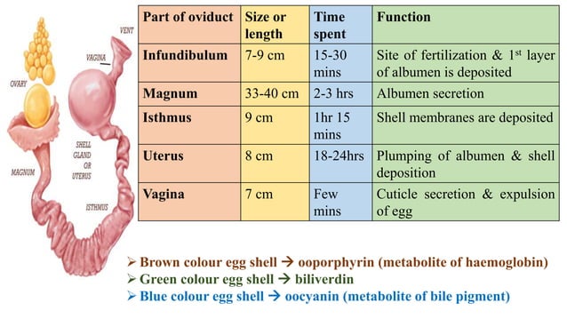 Female and Male Reproductive system of Fowl.pptx | Pregnancy ...