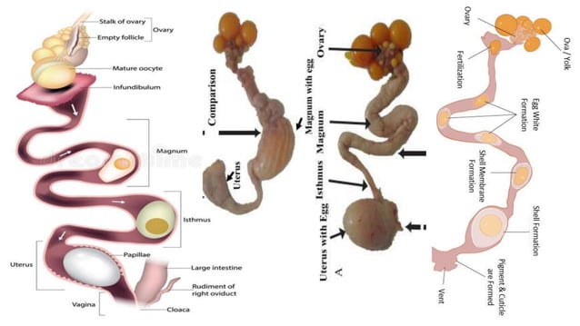 Female and Male Reproductive system of Fowl.pptx | Pregnancy ...