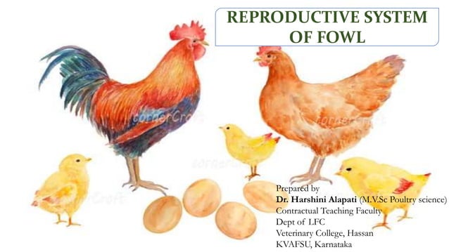 Female and Male Reproductive system of Fowl.pptx