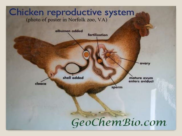 Reproductive system of hen | PPTX | Reproductive Health | Diseases and ...