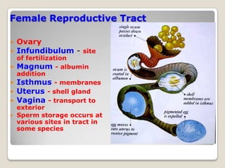Reproductive system of hen | PPTX