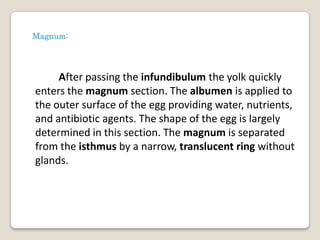 Reproductive system of hen | PPTX