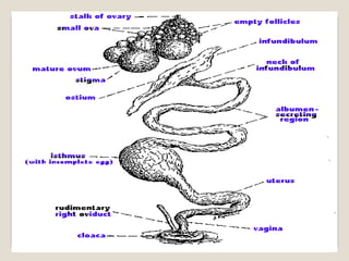 Male Chicken Reproductive System