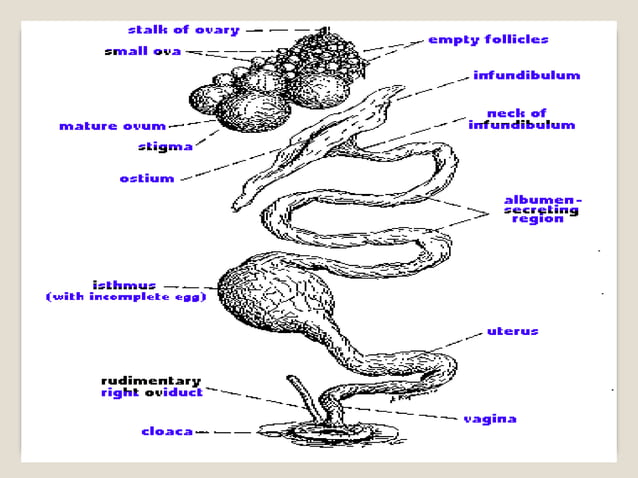 Reproductive system of hen | PPT