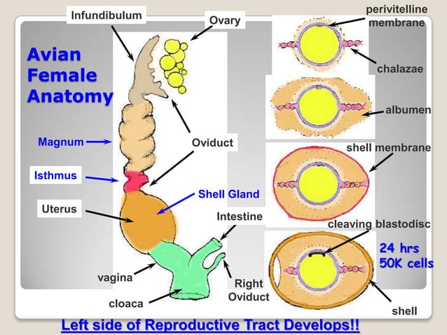 Reproductive system of hen | PPT