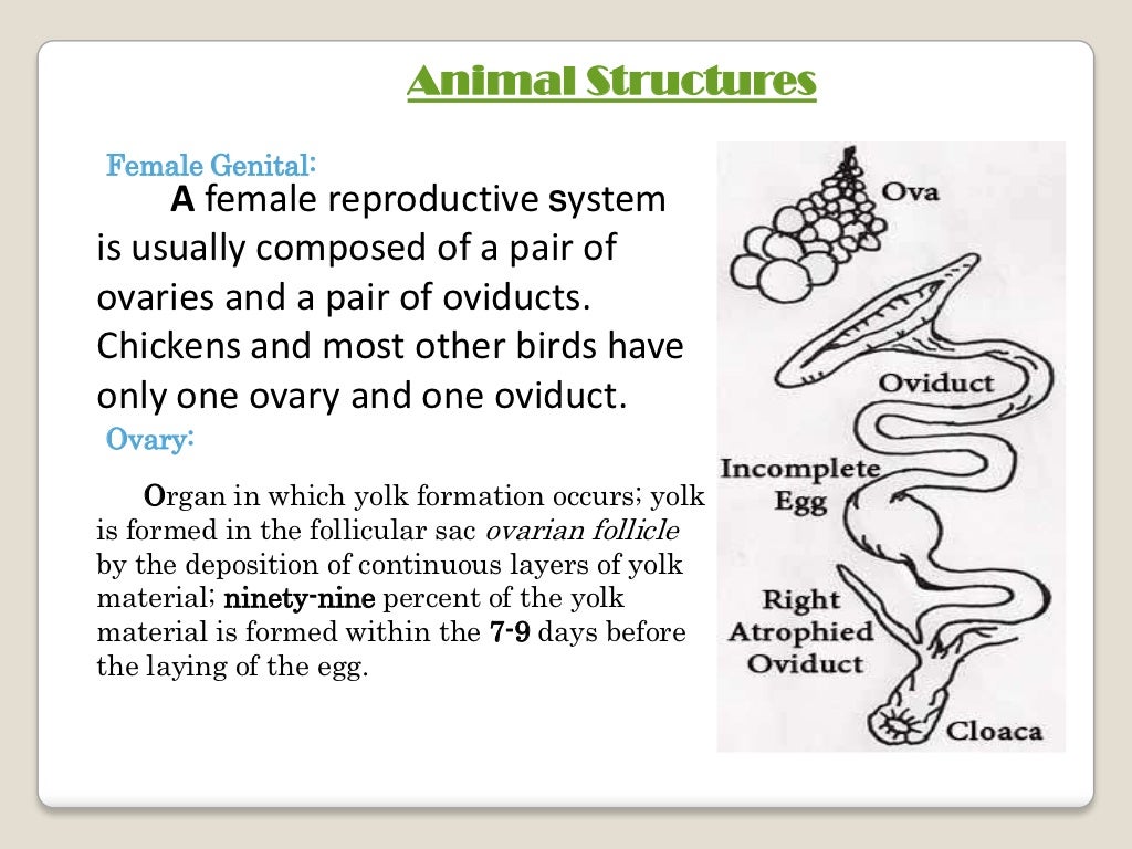 Reproductive system of hen