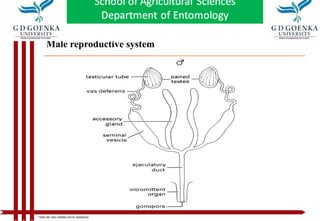 Reproductive system of insects.pdf
