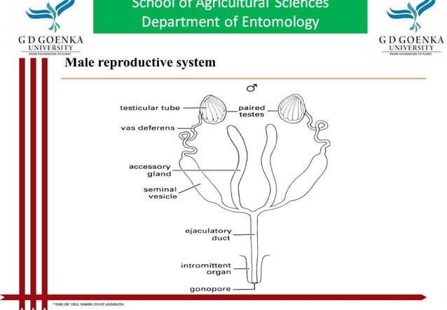 Reproductive system of insects.pdf