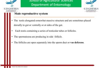 Reproductive system of insects.pdf
